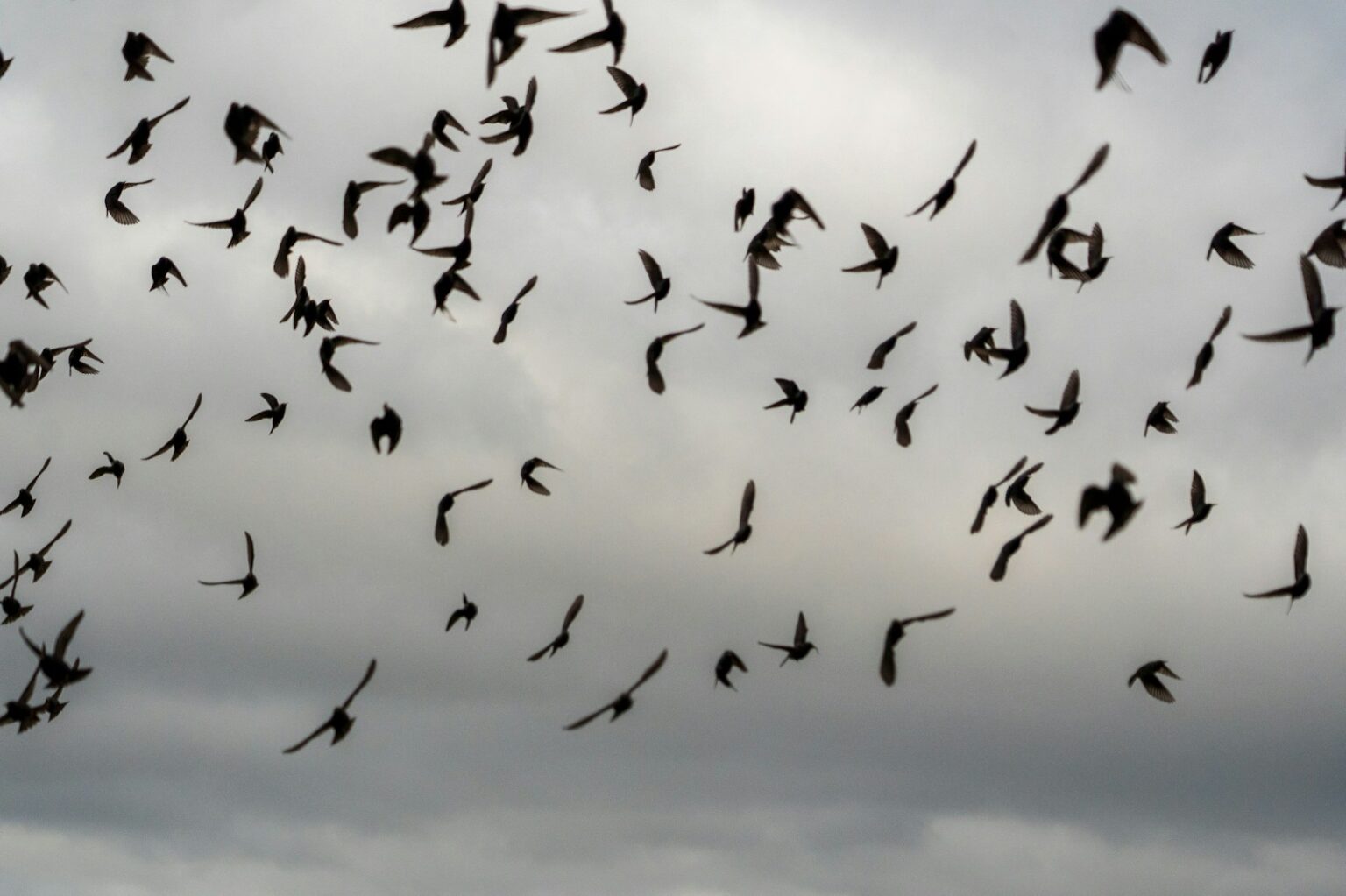 How to Get Rid of Starlings Fast: Safely Remove this Invasive Bird ...